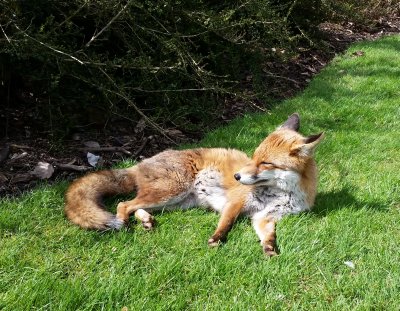 The Fox Hunt - Firefox and friends compared