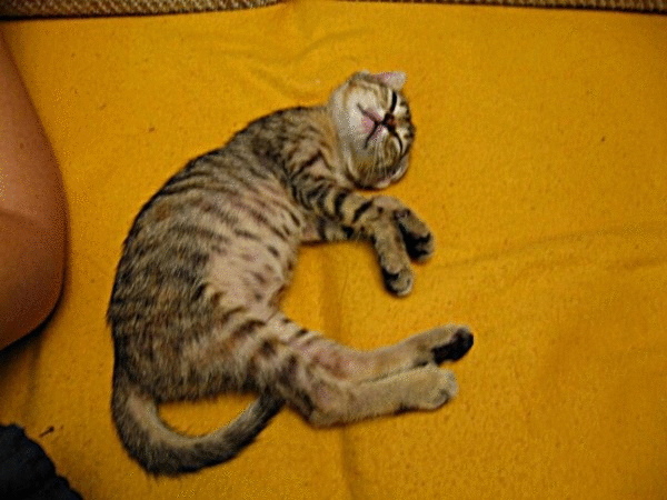 How to create awesome GIF images via various methods